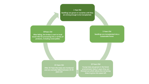 Sustainable Forests: How We Ensure Eco-Friendly Wood Pellets